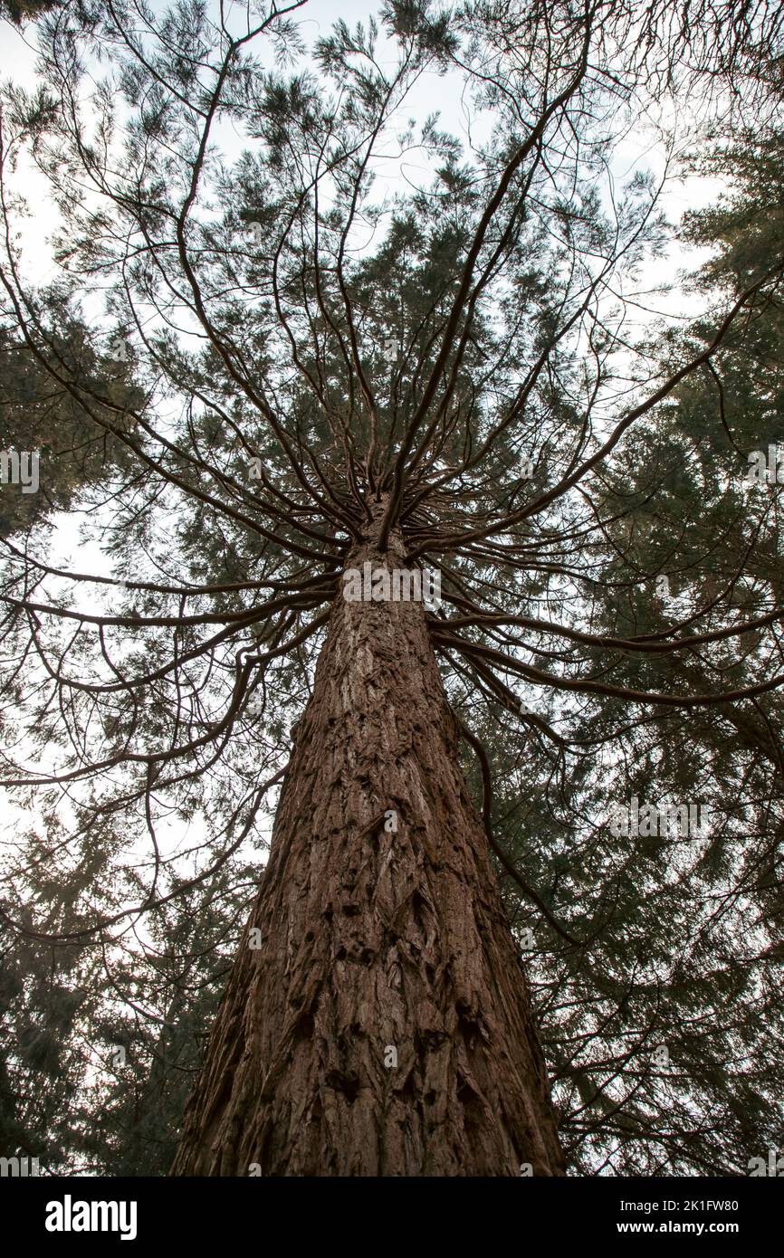 A vertical shot of a tall wooden tree with green leaves in woodlands in ...