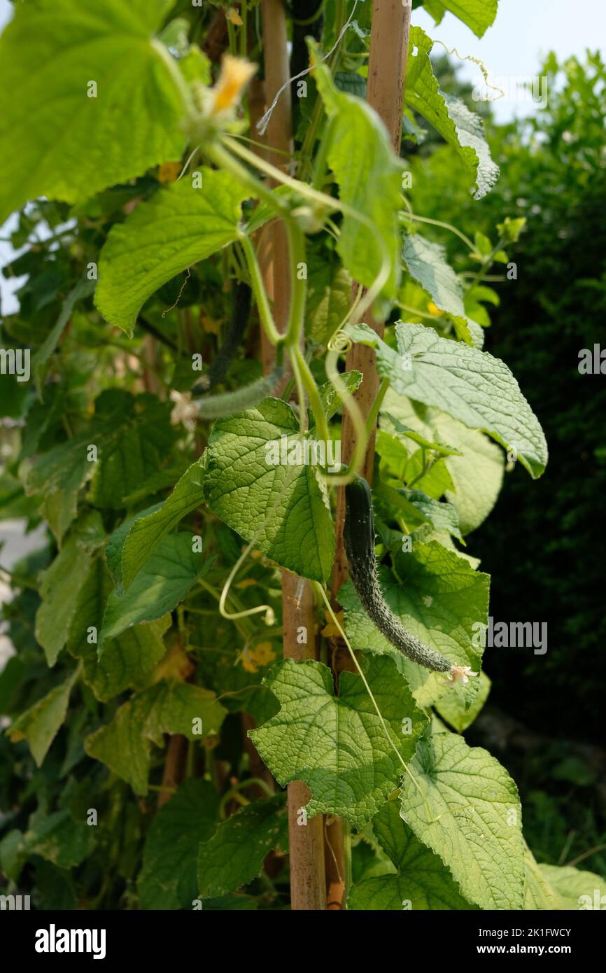 Fresh Cucumber with Yellow Folwer on the vien in Hong Kong Rural Area ...