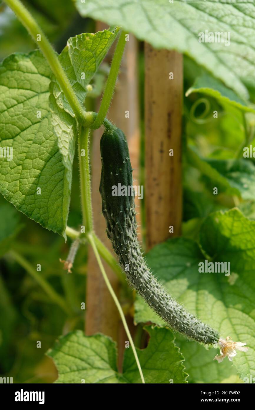 Fresh Cucumber with Yellow Folwer on the vien in Hong Kong Rural Area ...