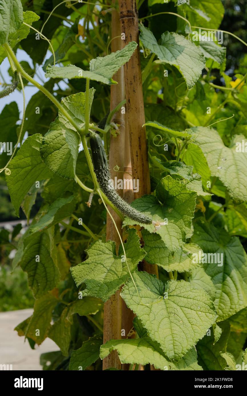 Fresh Cucumber with Yellow Folwer on the vien in Hong Kong Rural Area ...