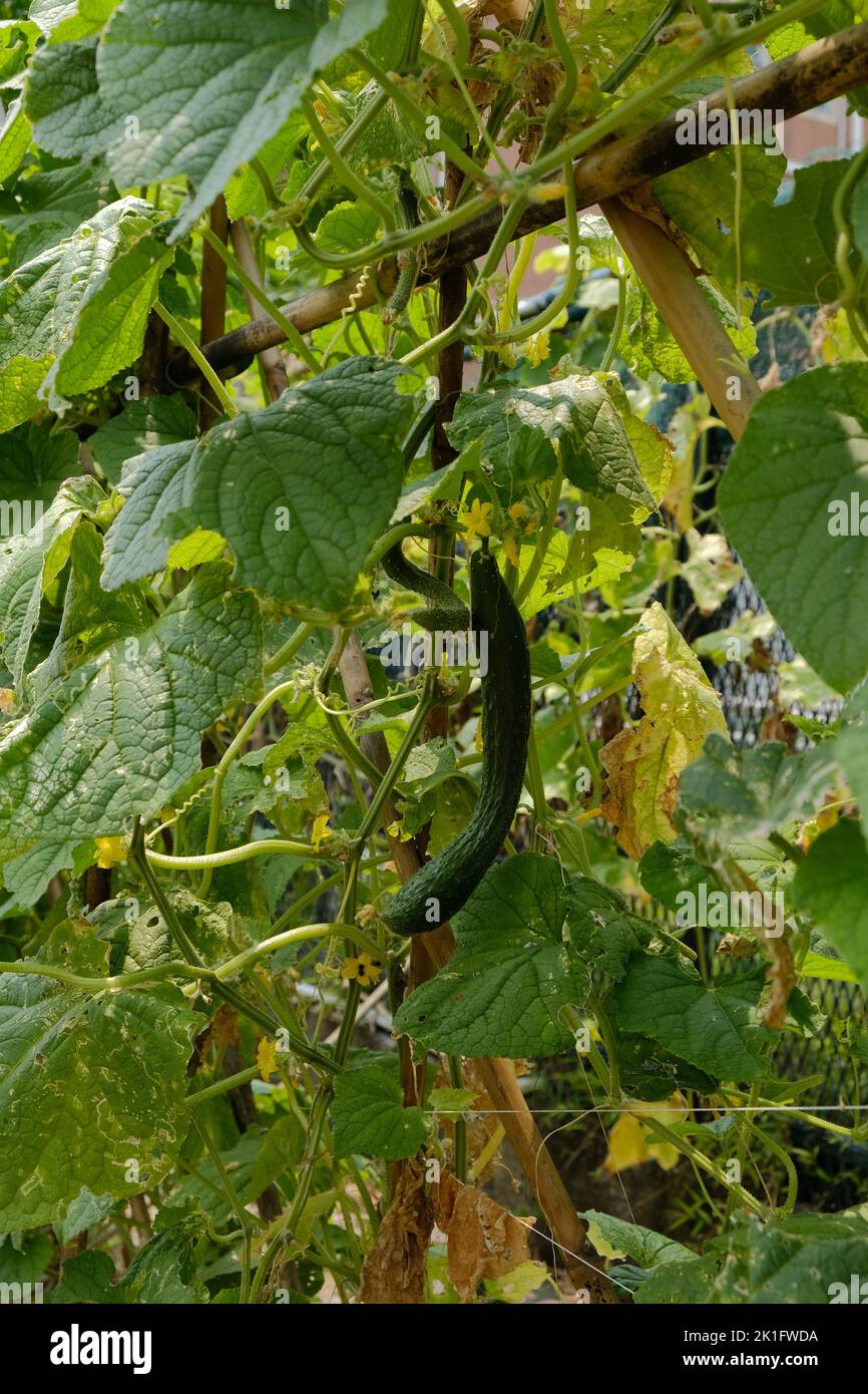 Fresh Cucumber with Yellow Folwer on the vien in Hong Kong Rural Area ...