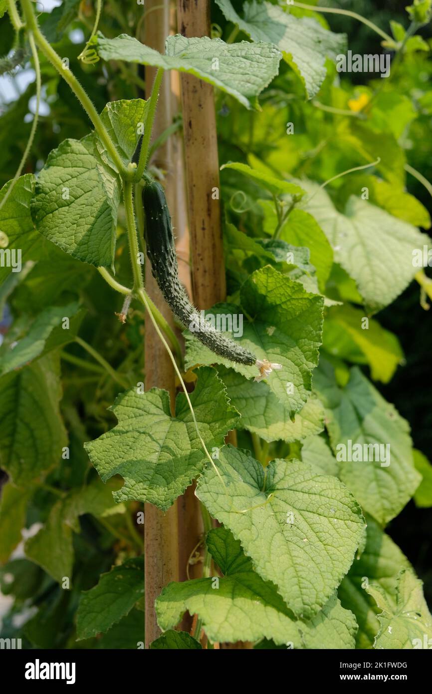 Fresh Cucumber with Yellow Folwer on the vien in Hong Kong Rural Area ...