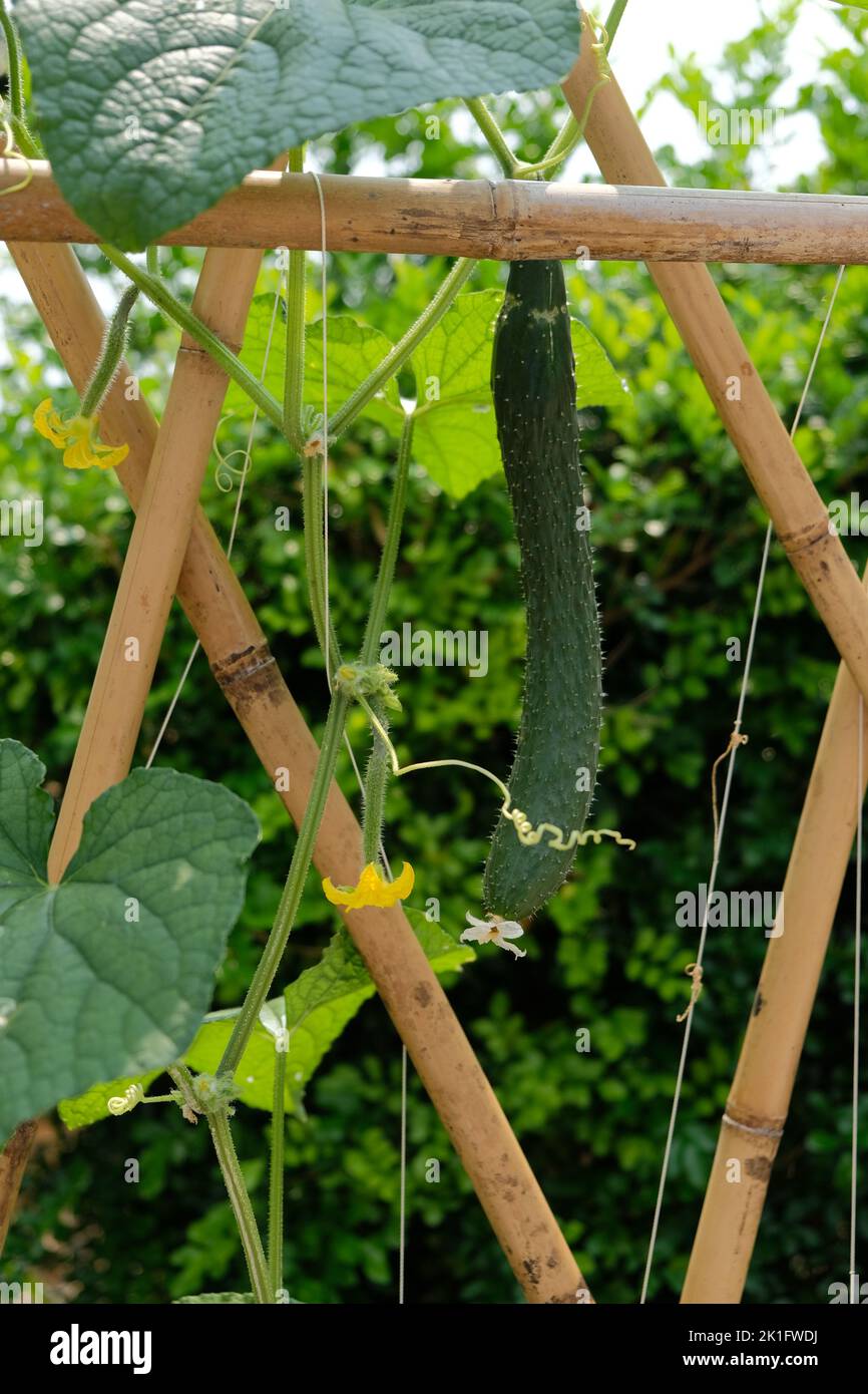 Fresh Cucumber with Yellow Folwer on the vien in Hong Kong Rural Area ...