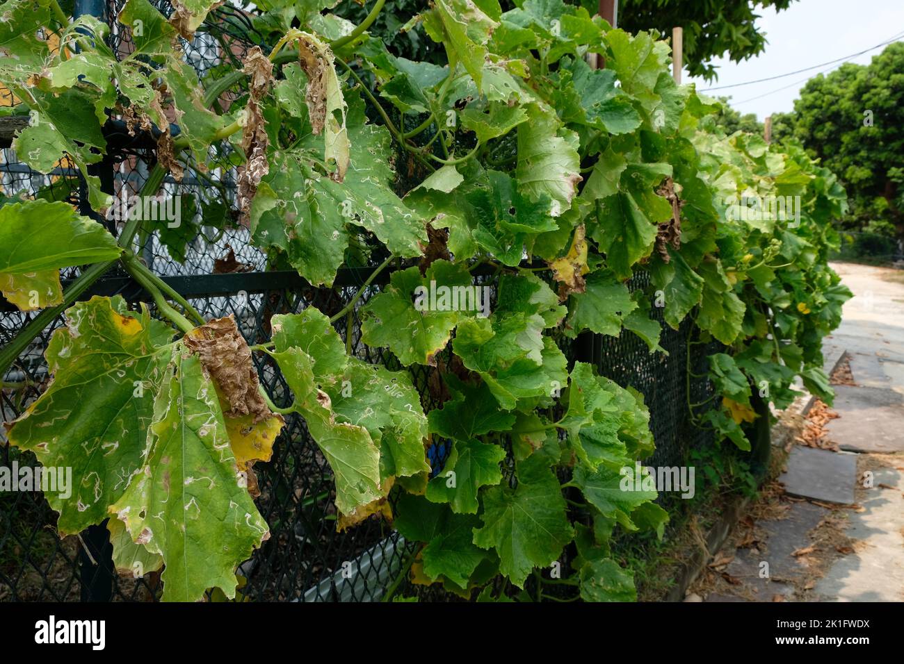 Fresh Cucumber with Yellow Folwer on the vien in Hong Kong Rural Area ...