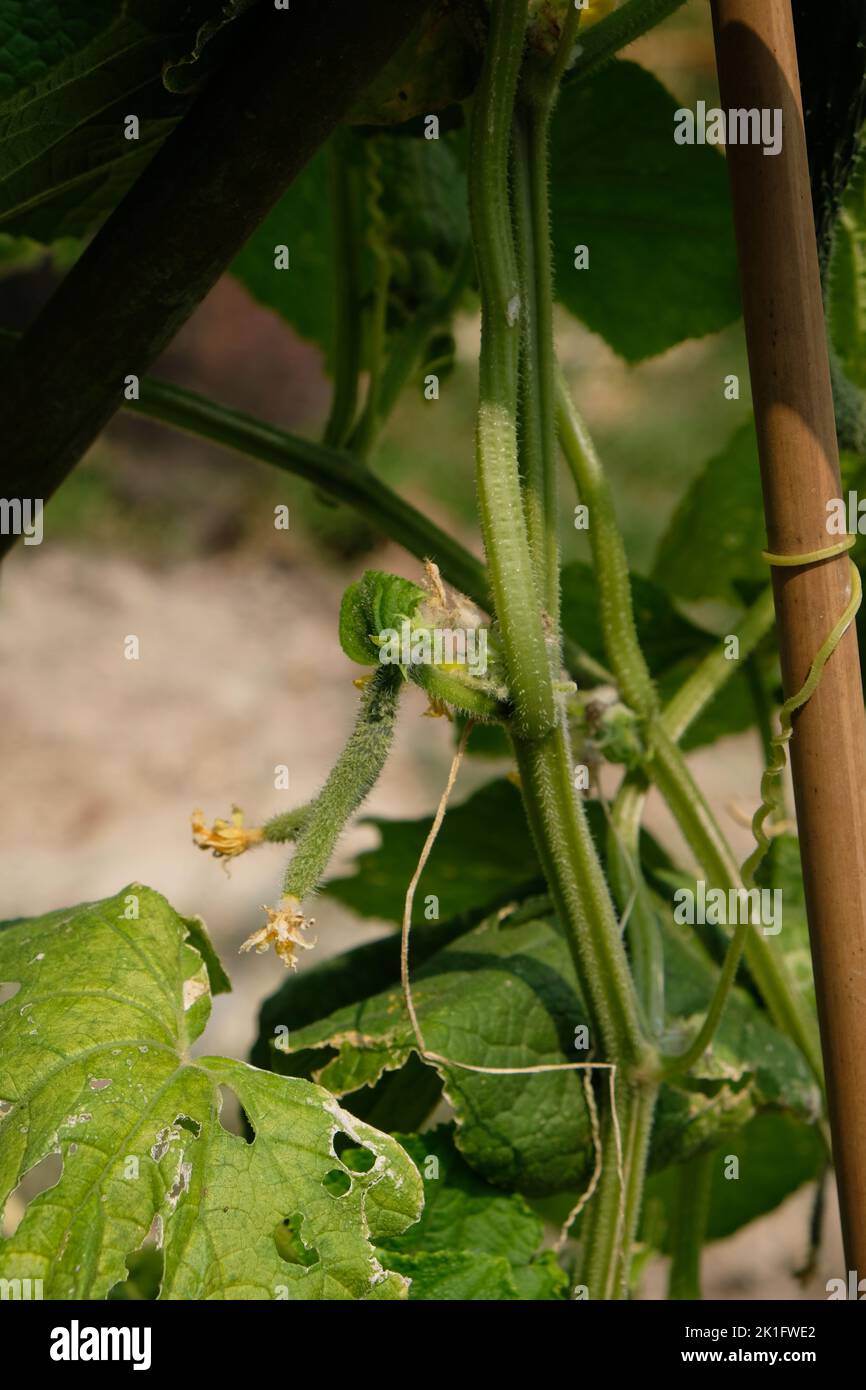Fresh Cucumber with Yellow Folwer on the vien in Hong Kong Rural Area ...