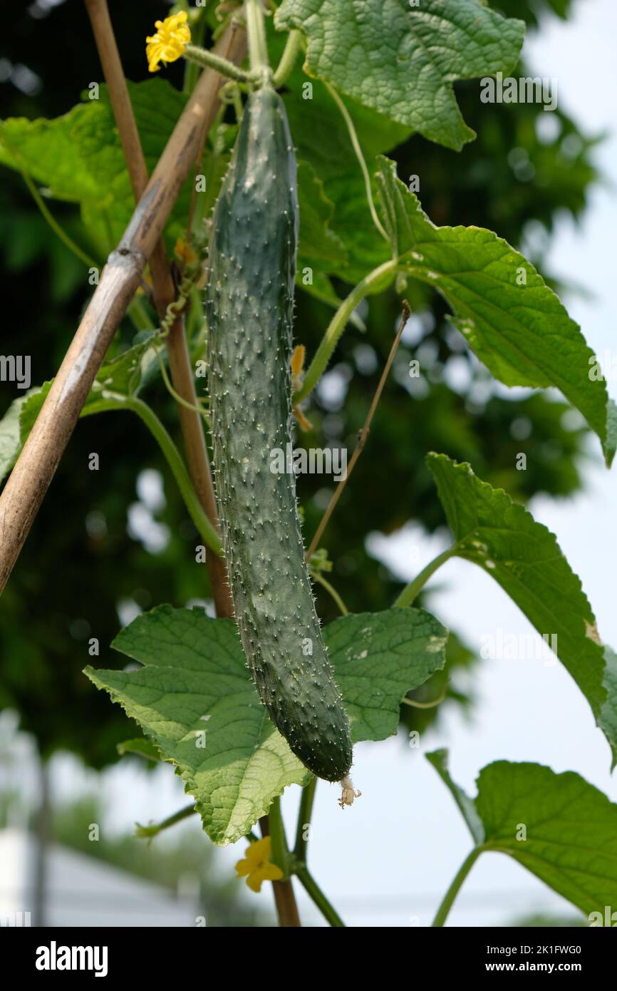 Fresh Cucumber with Yellow Folwer on the vien in Hong Kong Rural Area ...