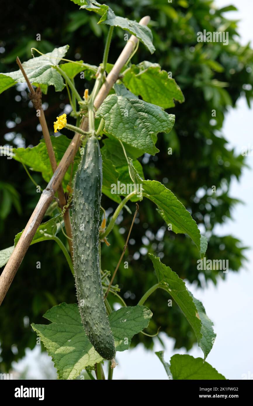 Fresh Cucumber with Yellow Folwer on the vien in Hong Kong Rural Area ...