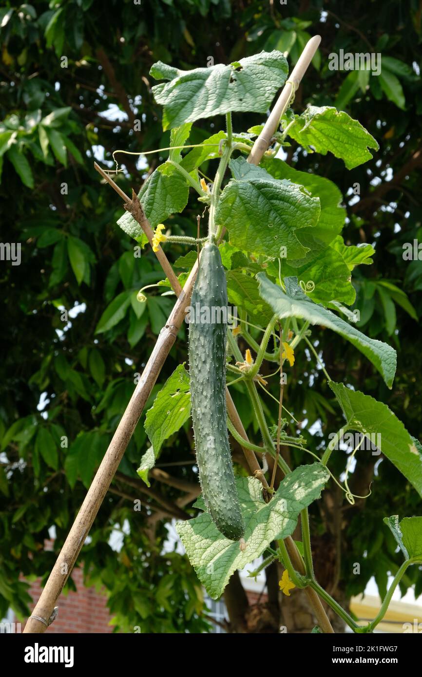 Cucurbitaceae hi-res stock photography and images - Alamy