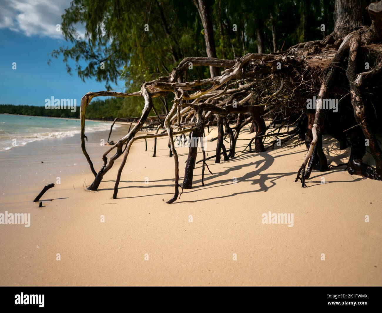 tree roots sticking out of the beach sand washed away by the ocean ...