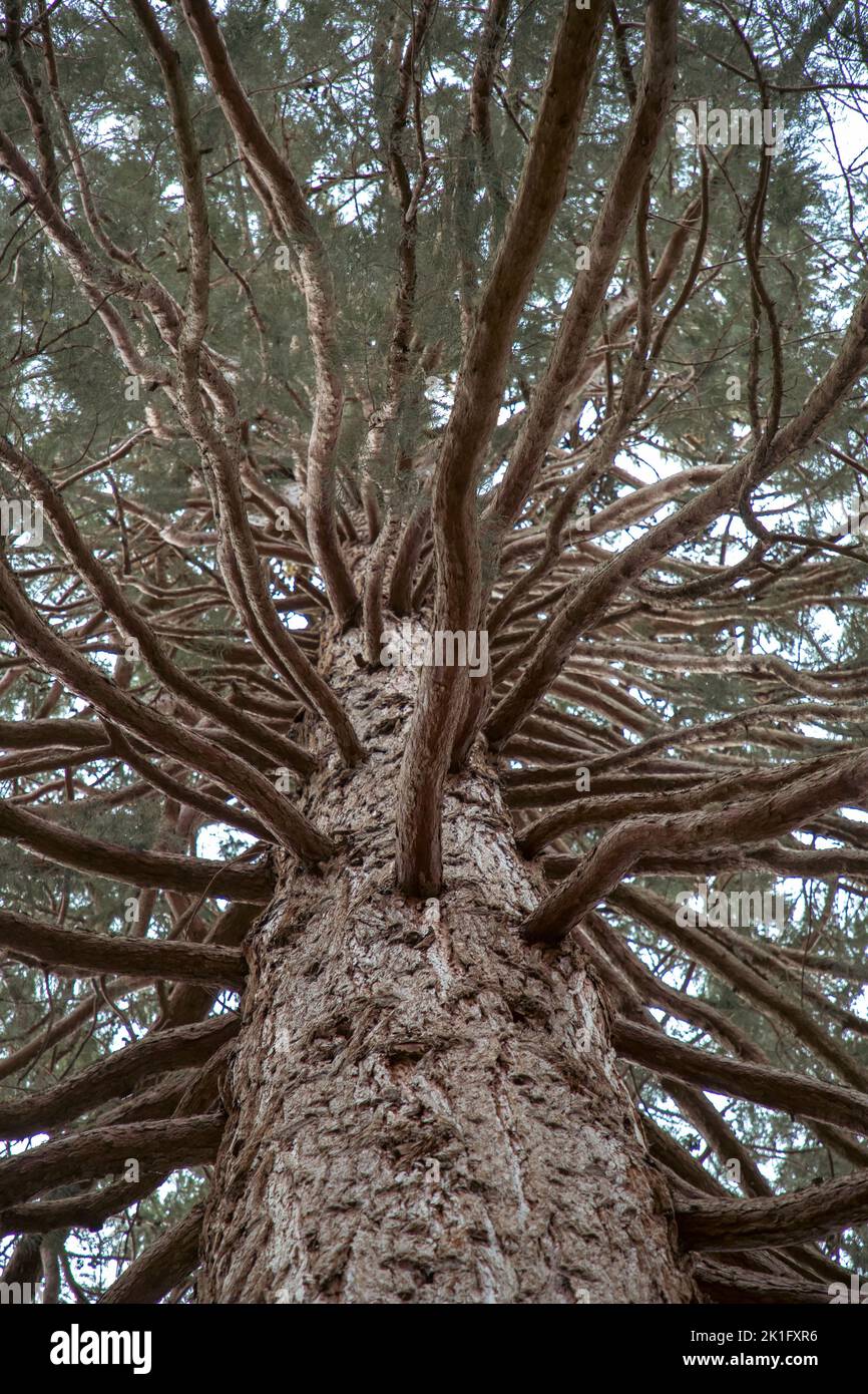 A vertical shot of a tall wooden tree with thick branches in woodlands ...