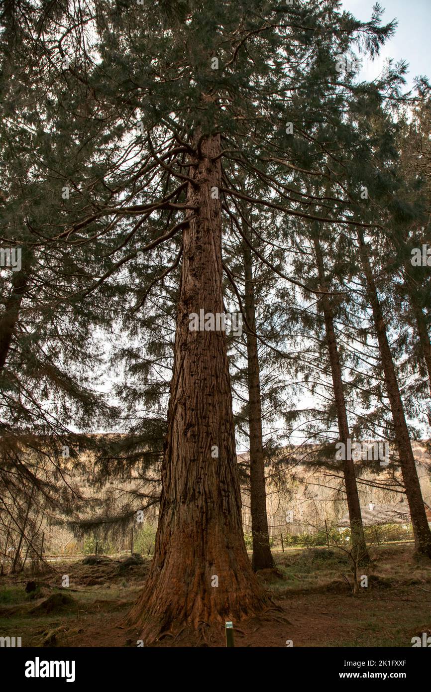A vertical shot of a tall wooden tree with green leaves in woodlands in ...