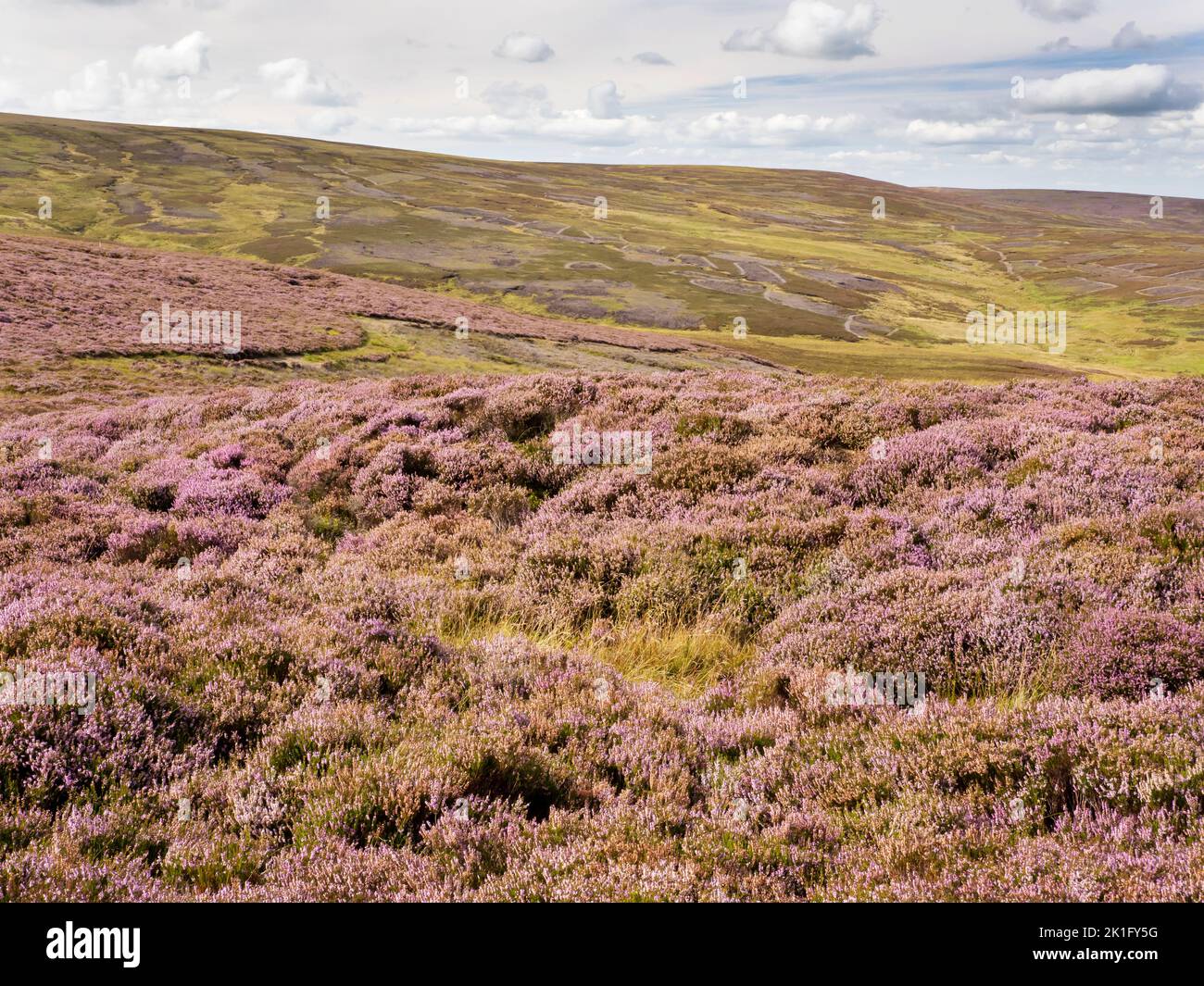 Heather moorland on the Bowland Moors, damaged by the grouse shooting ...