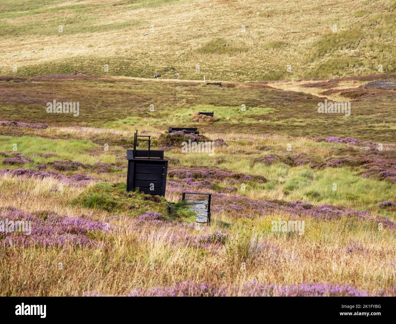 Heather moorland on the Bowland Moors, damaged by the grouse shooting ...