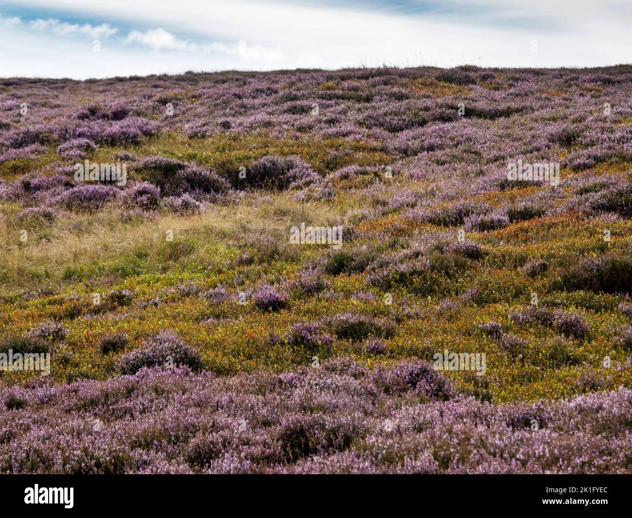 Heather and bilberry moorland on the Bowland Moors, Yorkshire, UK Stock ...