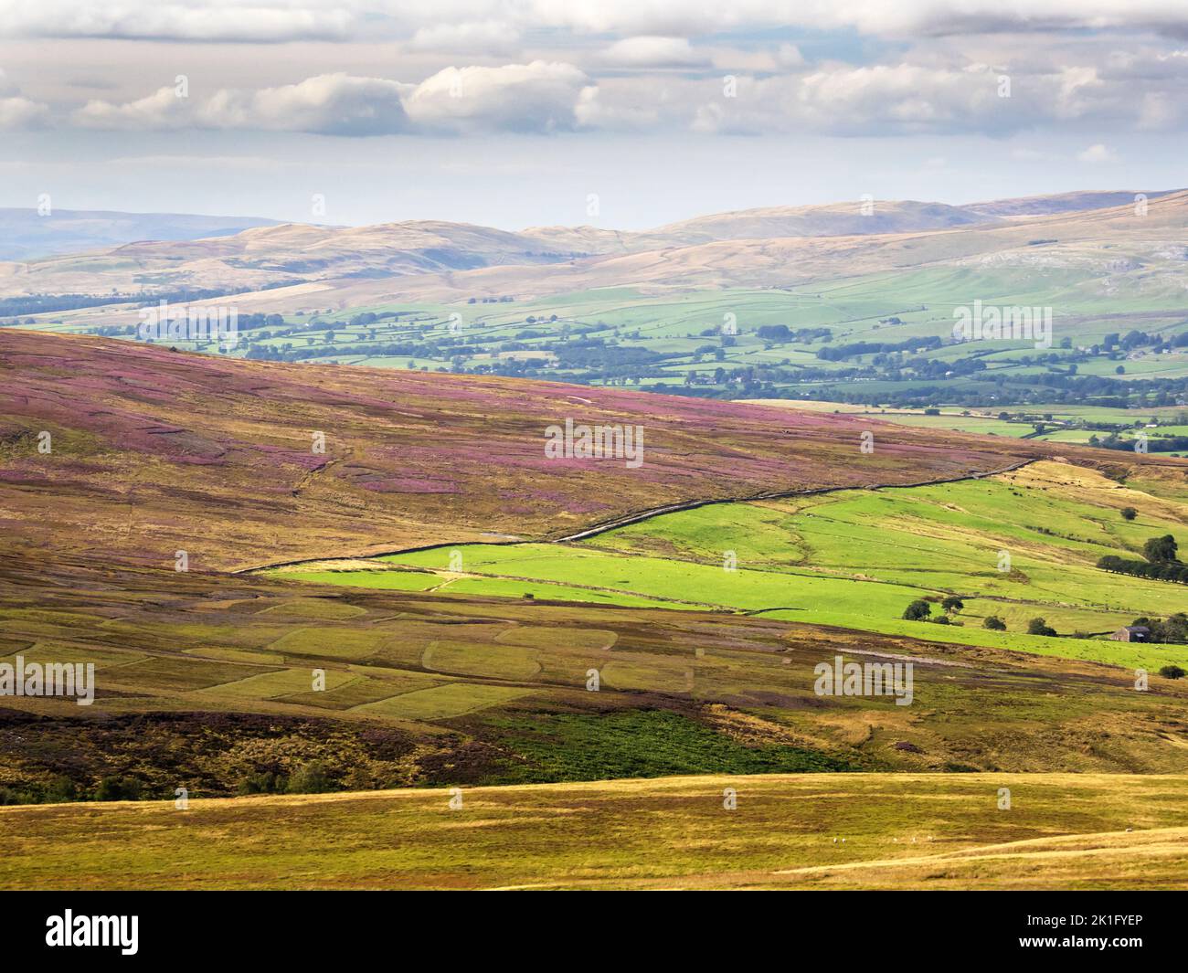 Heather moorland on the Bowland Moors, damaged by the grouse shooting ...