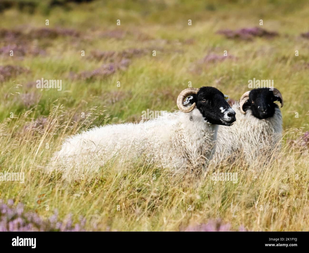 Sheep grazing on Heather moorland on the Bowland Moors, Yorkshire, UK ...