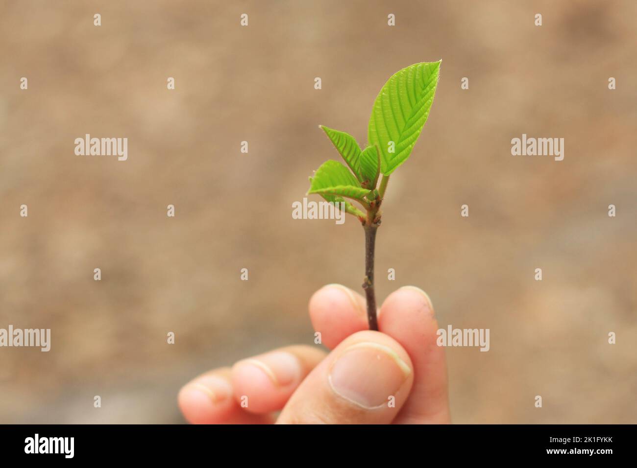 Leaf on hand hi-res stock photography and images - Alamy
