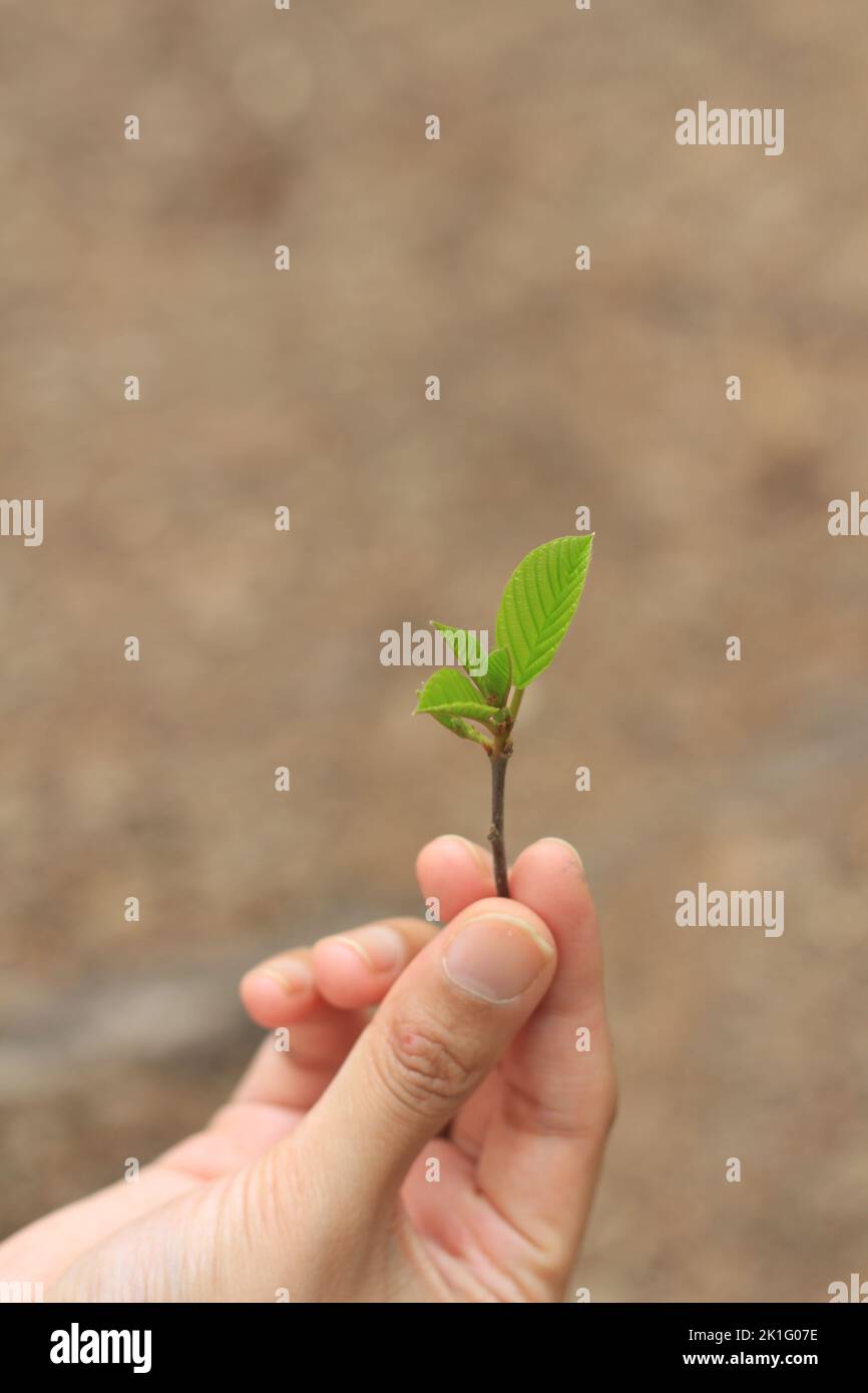 Green leaf on hand Stock Photo - Alamy