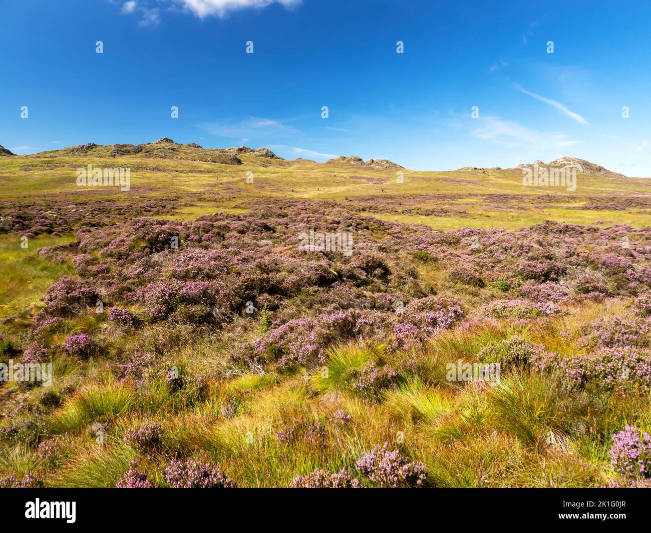 Heather in bloom below Harter Fell above the Duddon Valley, Lake ...