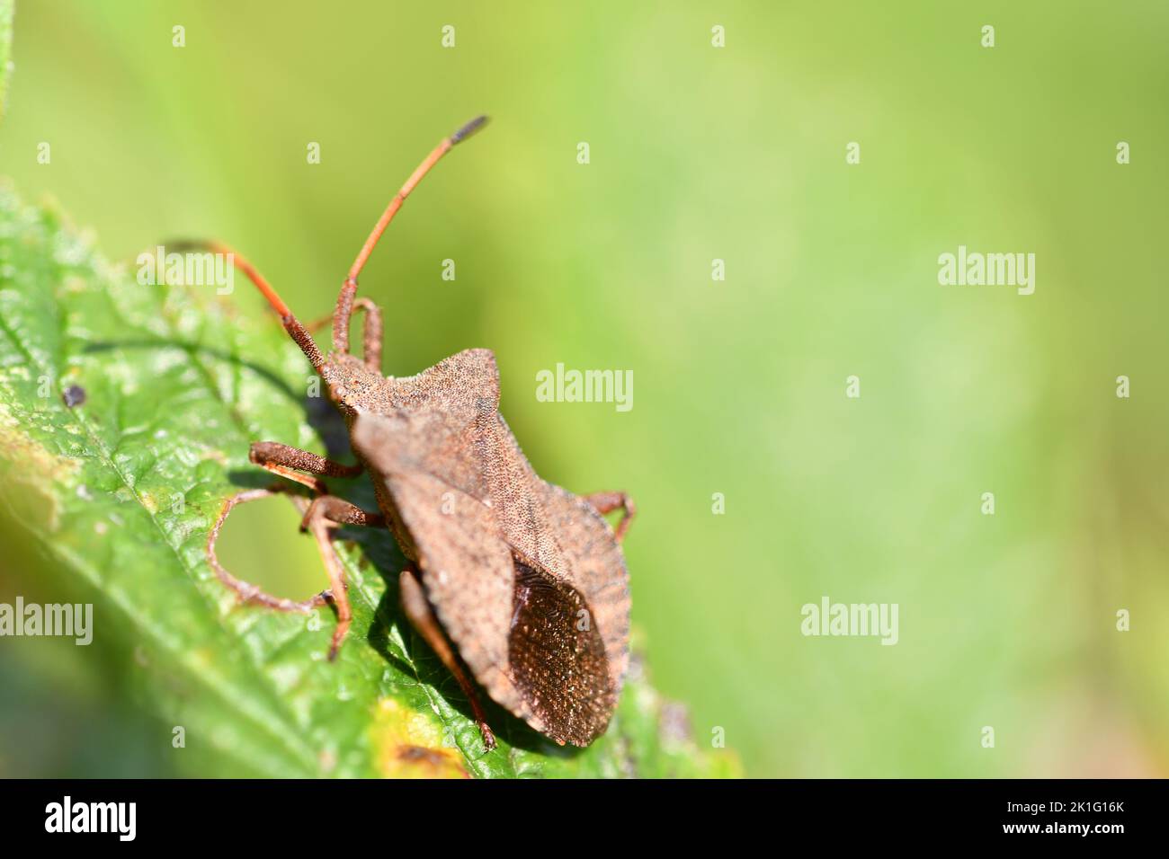 Coreidae, Leaf-footed bug, insects, macro photography, Kilkenny ...