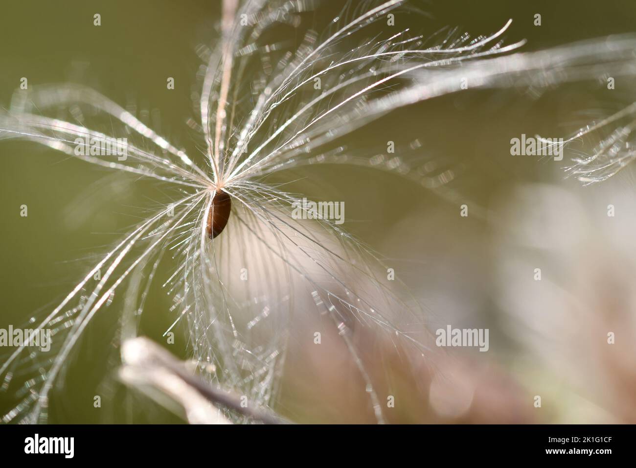 Thistle seed hi-res stock photography and images - Alamy