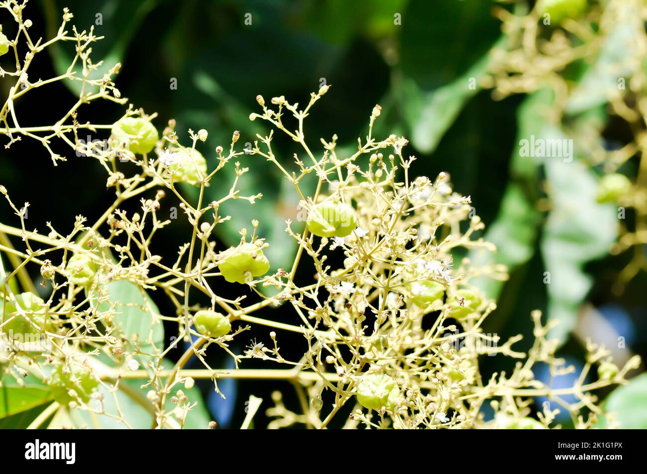 Tectona grandis seed hi-res stock photography and images - Alamy