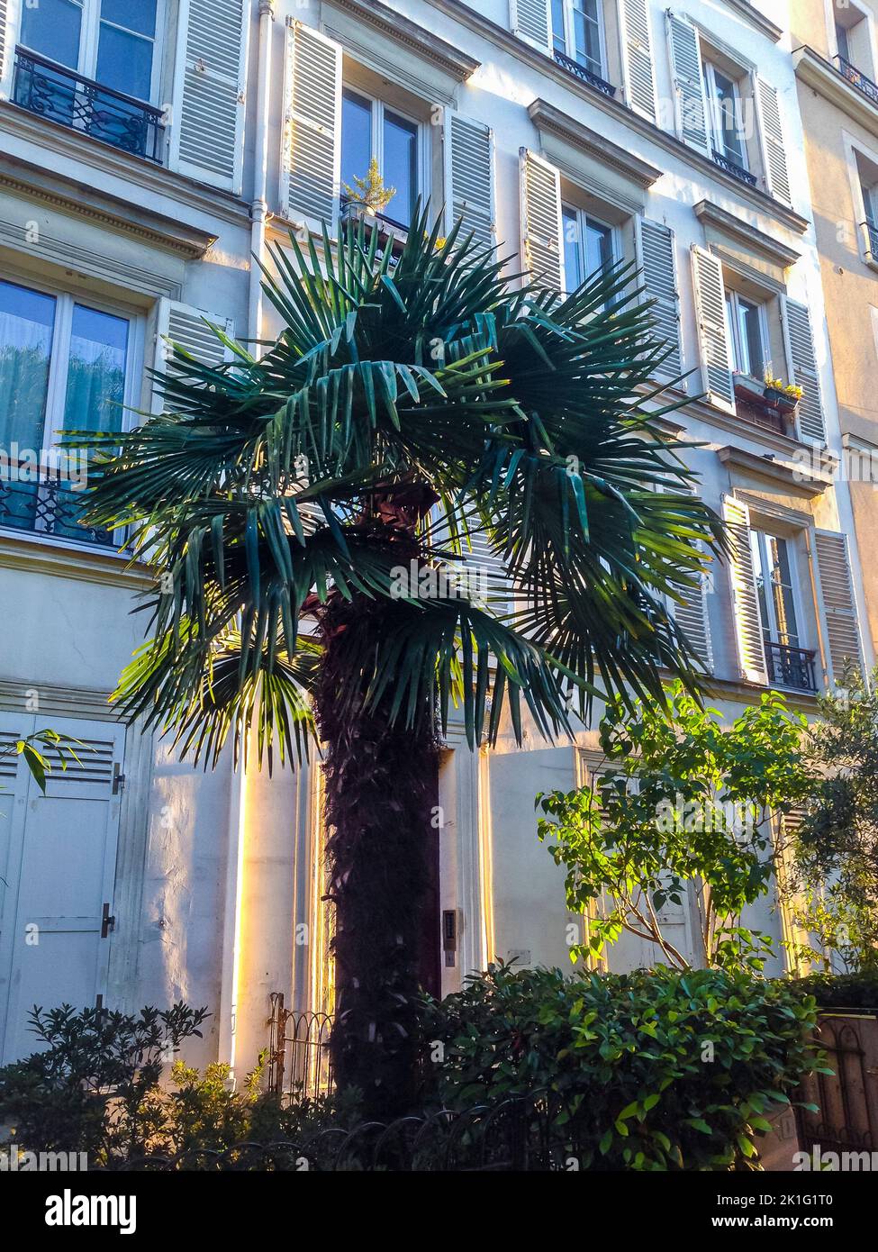 Paris, France, Palm Tree in front of Old Apartment Building in 12th ...