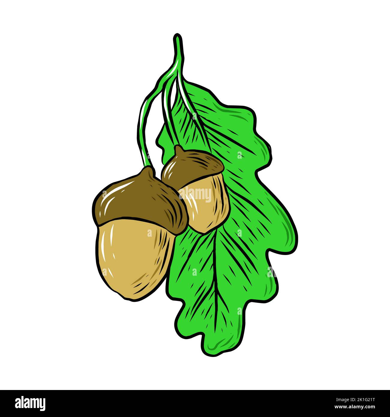 Acorn with oak leaf sketch vector image, Acorns and oak leaf line and ...