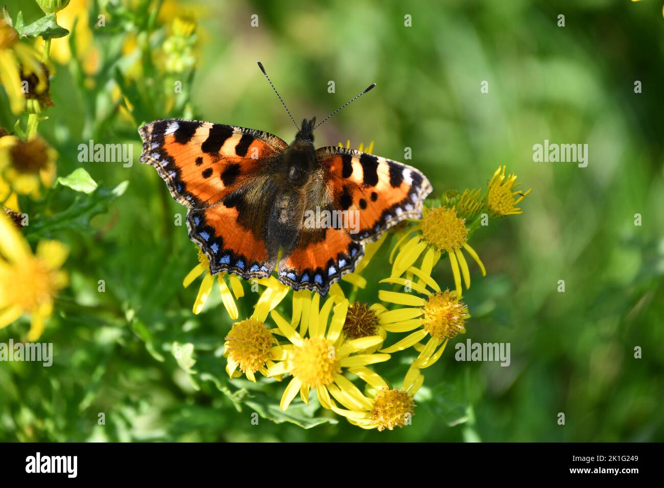 Small Tortoiseshell (Aglais urticae) butterfly on flower, Kilkenny ...
