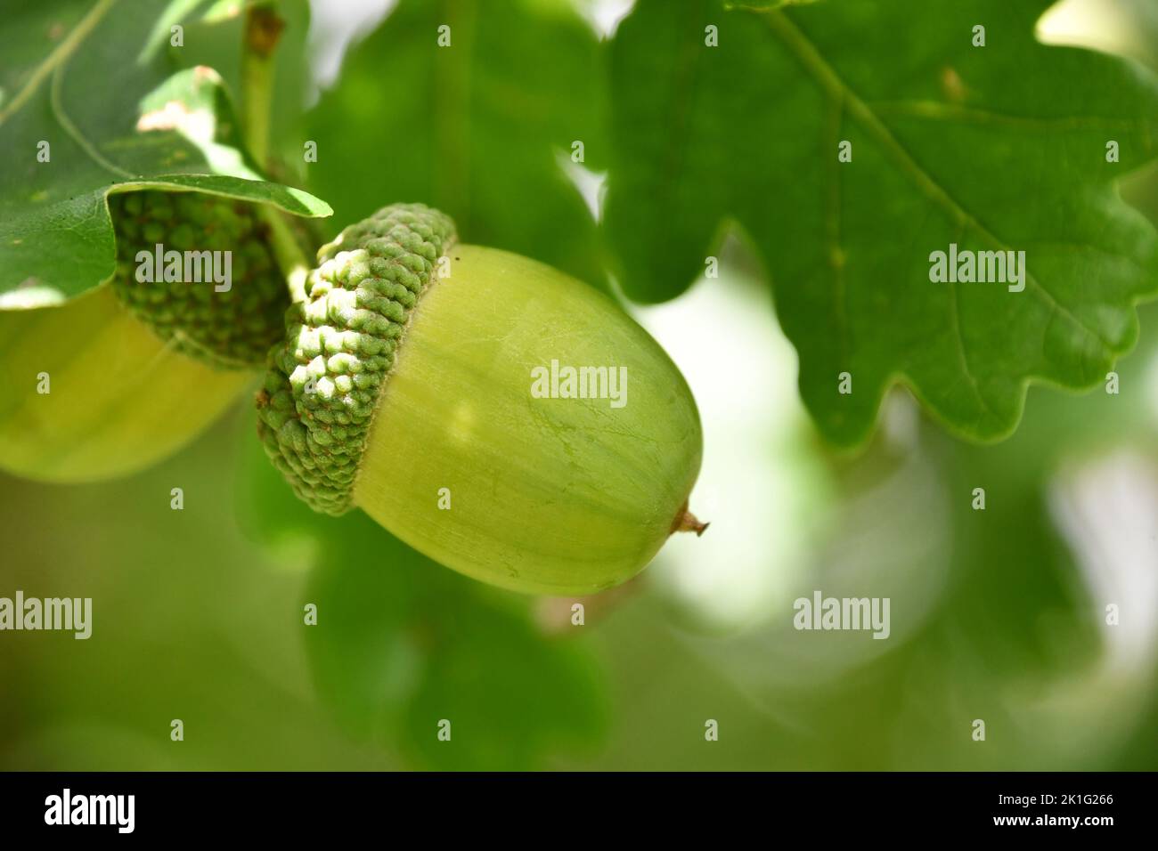 green acorn on oak leaves, Kilkenny Castle Park, Kilkenny, Ireland ...