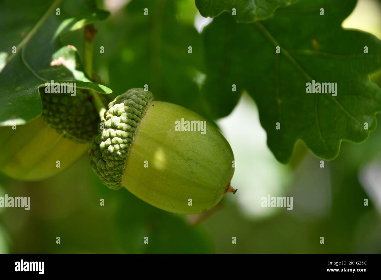 green acorn on oak leaves, Kilkenny Castle Park, Kilkenny, Ireland ...