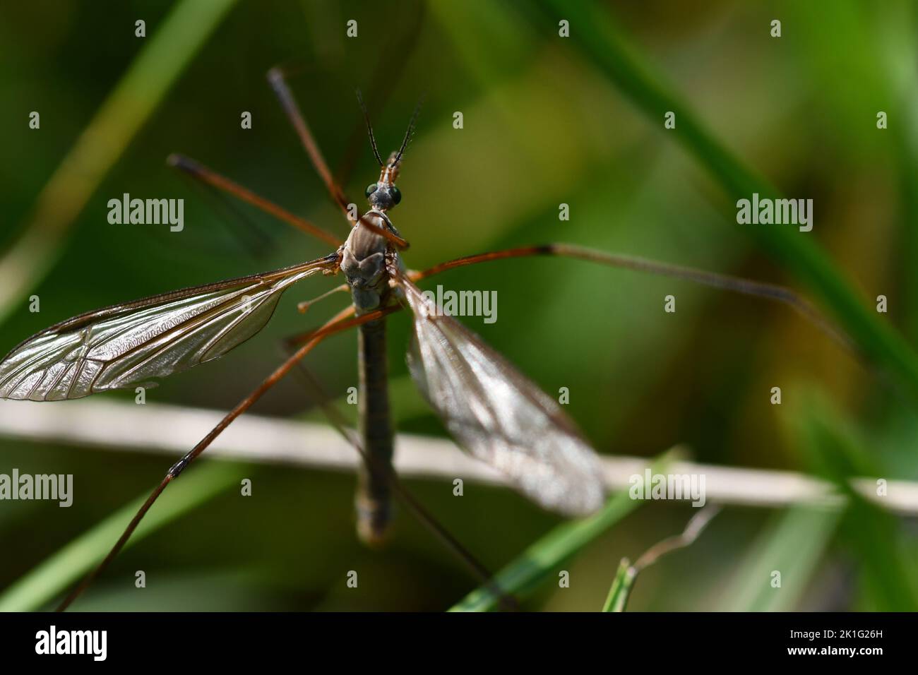 Cranefly, Tipula paludosa, Giant mosquito, Kilkenny, Ireland Stock ...
