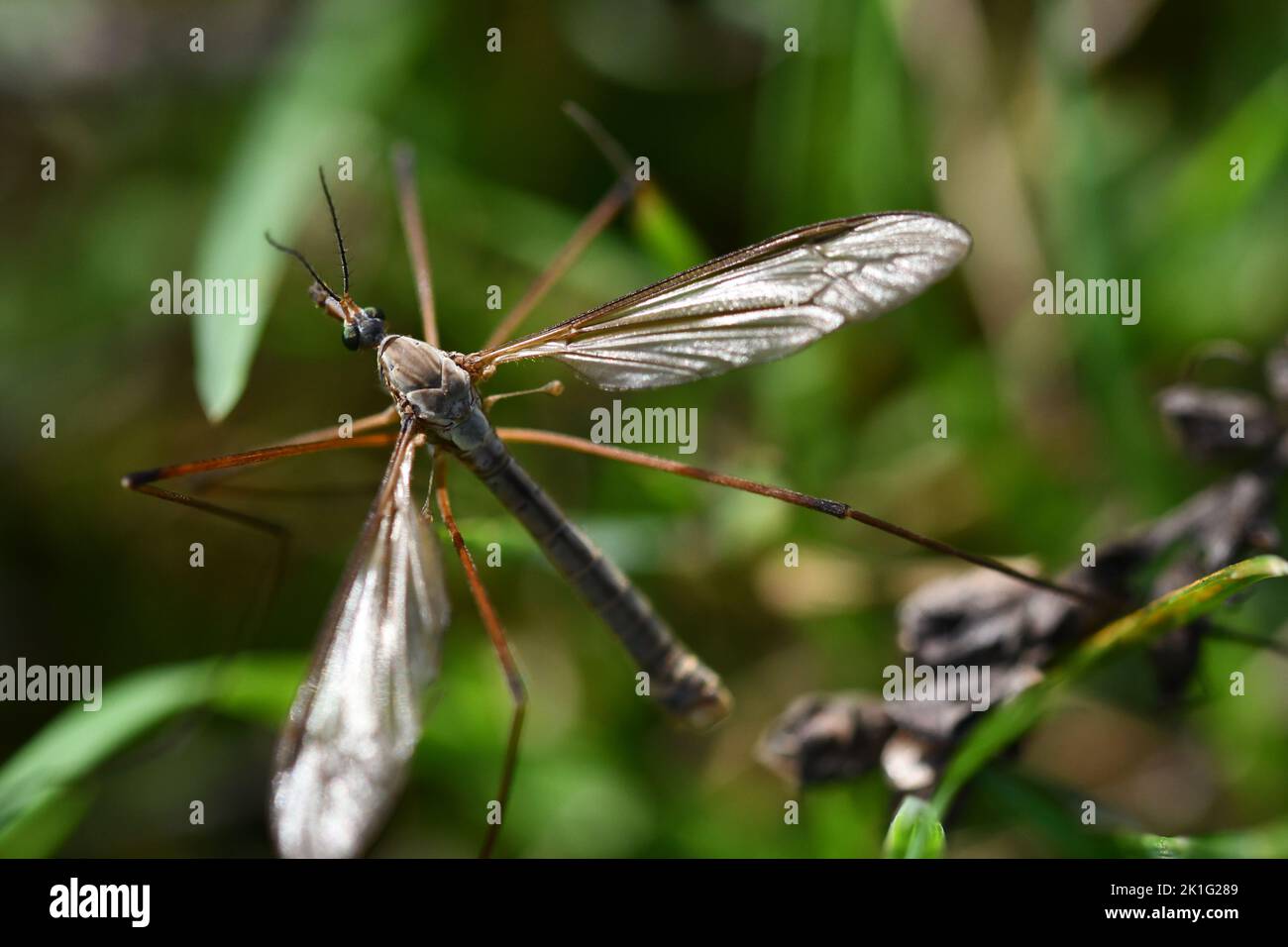 Cranefly, Tipula paludosa, Giant mosquito, Kilkenny, Ireland Stock Photo - Alamy