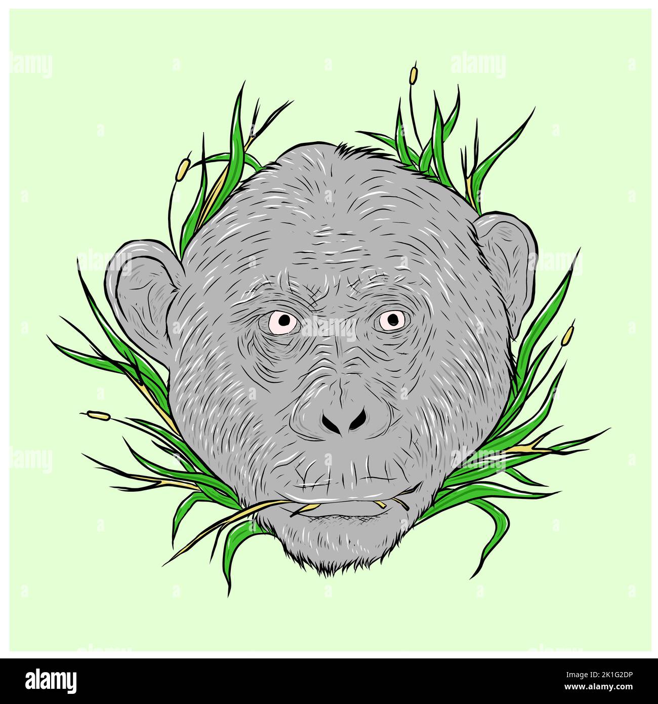 Ape drawing hi-res stock photography and images - Alamy
