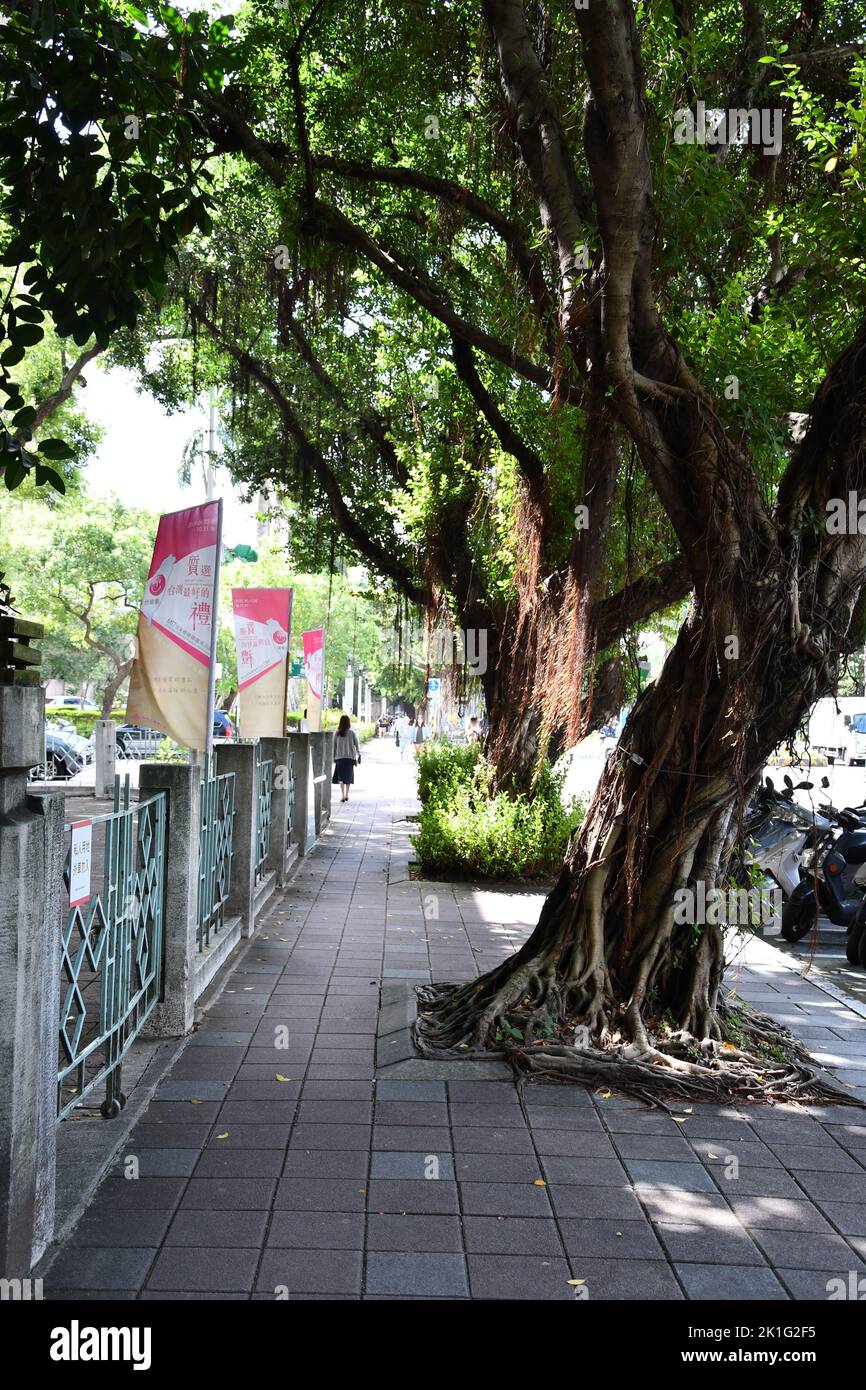 A huge tree with a thick trunk covered with lianas and climbing plants ...