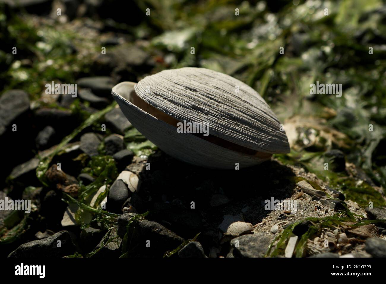A clam bed restoration project underway during the Salish sea garden ...