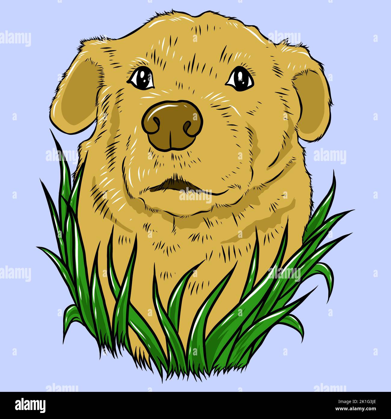 Golden Retriever - Color Peeking Dogs - dog breed. Color image of a ...