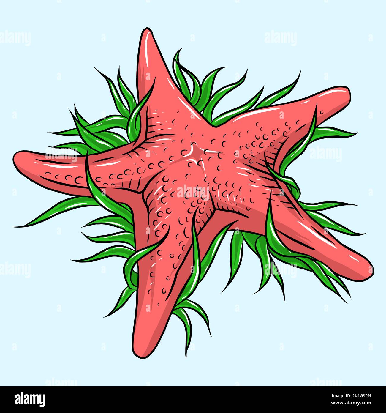 Starfish Hand Drawing Sketch Vector Illustration Starfish Hand Drawing ...