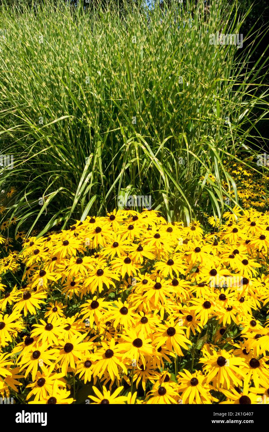 Miscanthus, Rudbeckia "Goldsturm", Miscanthus zebrinus, Porcupine grass ...