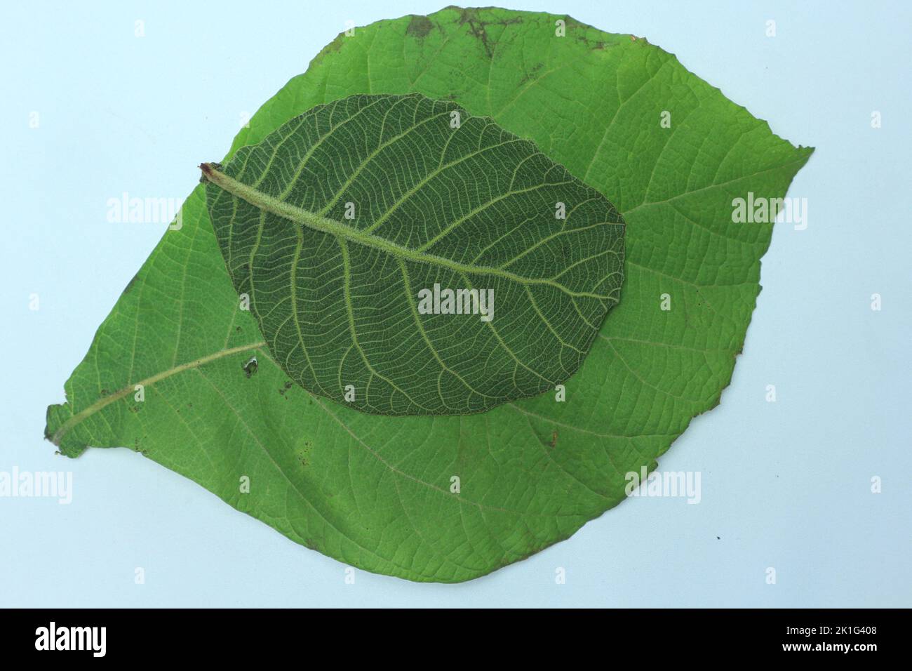 Green teak leaf isolated on white background Stock Photo - Alamy
