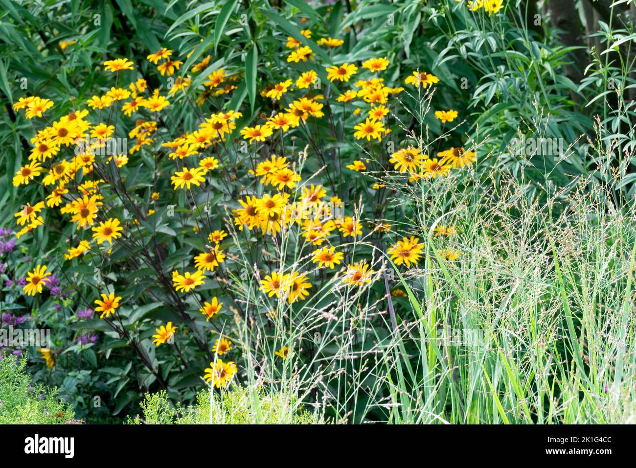 Burning hearts false sunflower hi-res stock photography and images - Alamy