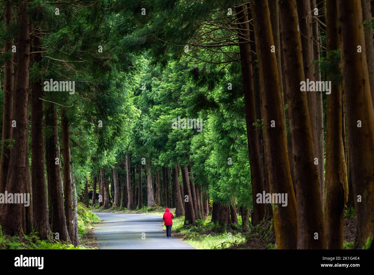 Sugi tree hi-res stock photography and images - Alamy