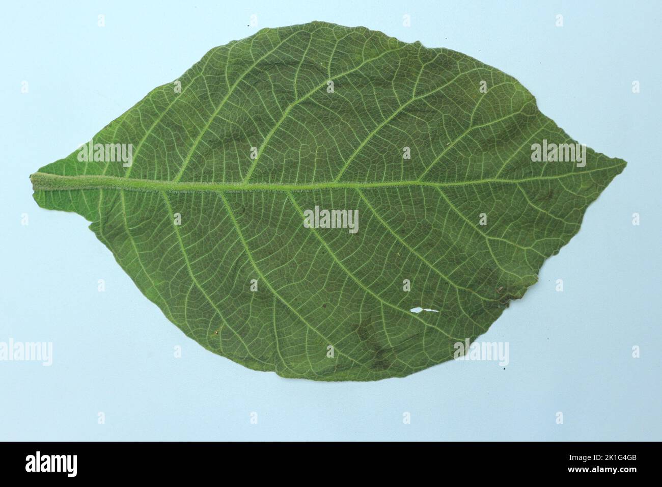 Green teak leaf isolated on white background Stock Photo - Alamy