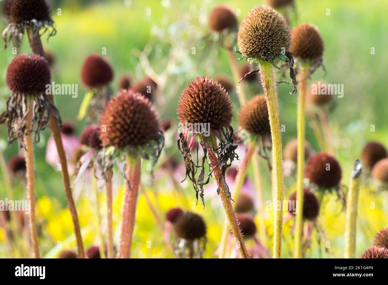 Pale purple coneflowers hi-res stock photography and images - Alamy