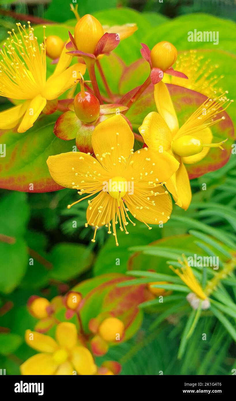 Yellow flowers with many stamen of a blooming honeysuckle (Lonicera) in ...