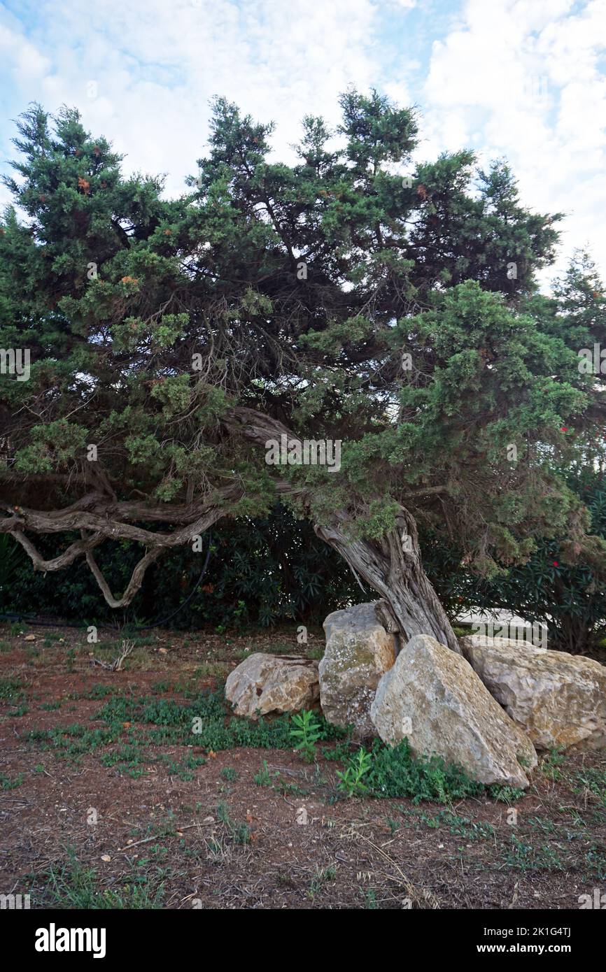 Juniper tree in nature in Sardinia, Italy Stock Photo - Alamy