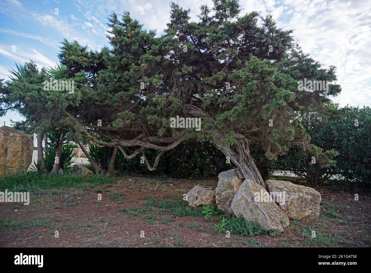Juniper tree in nature in Sardinia, Italy Stock Photo - Alamy