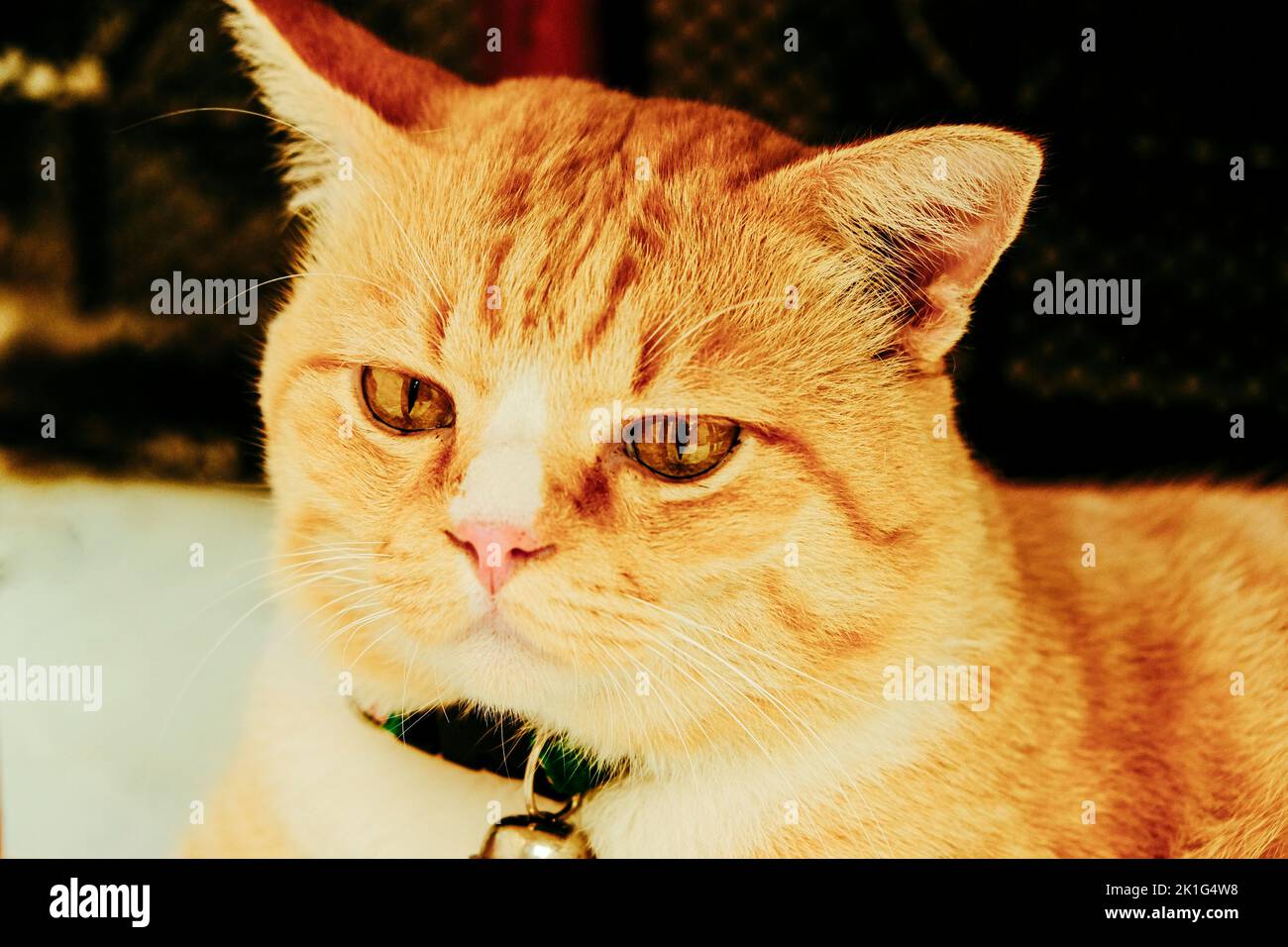 portrait cat of cute red ginger, adorable animal pet close up face ...