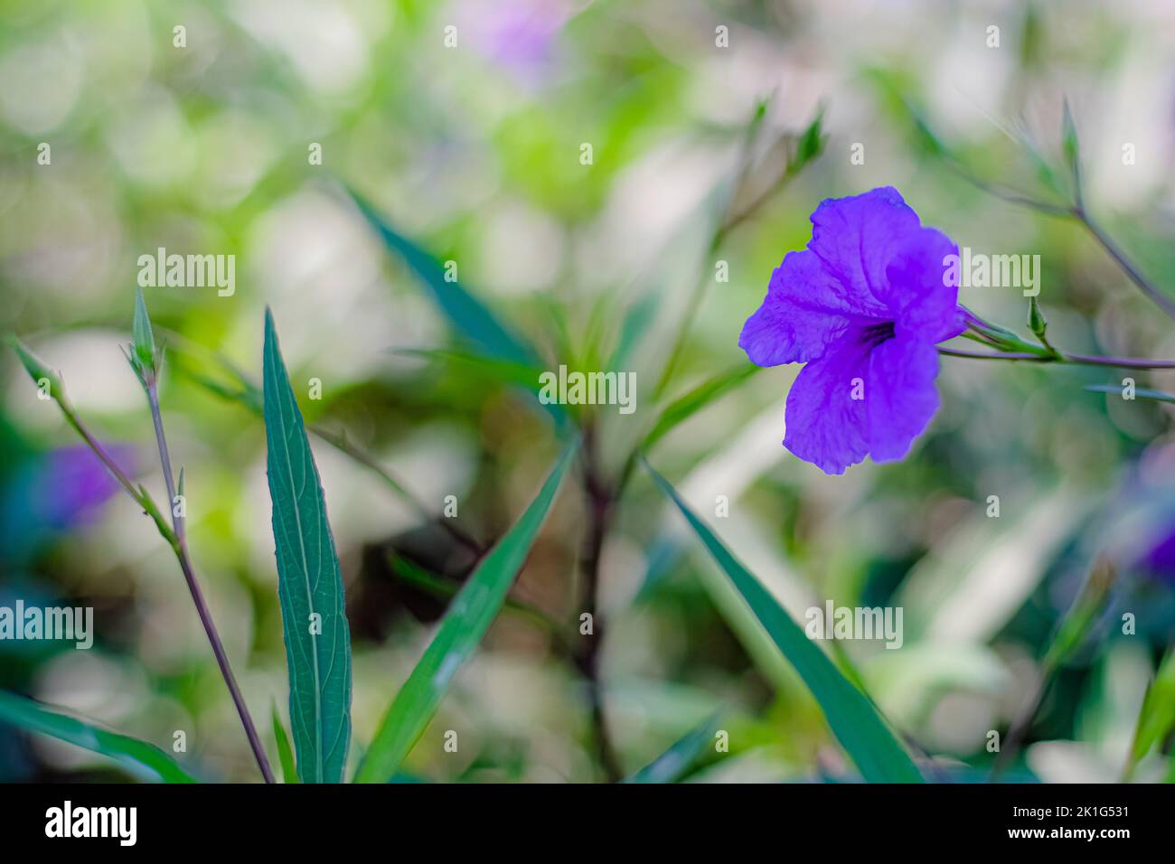violet wild forest flowers plant over blur spring nature background ...