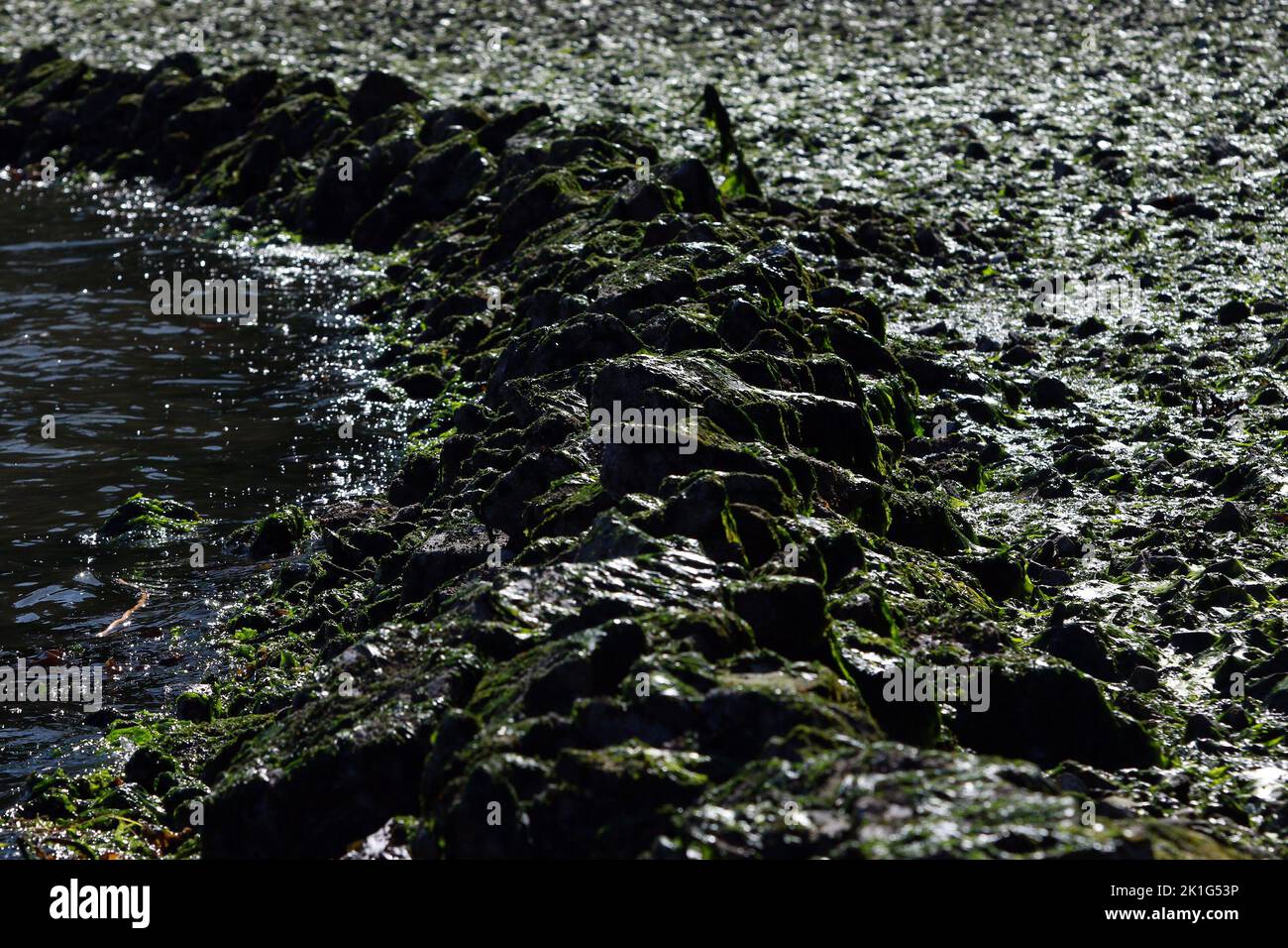 A clam bed restoration project underway during the Salish sea garden ...